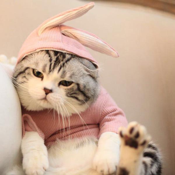 Bunny Ears Pet Costume For Cats And Dogs - GEEKYGET