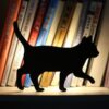 Sound Activated Cat Night Light - GEEKYGET